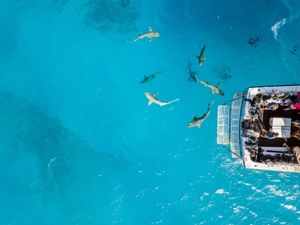 Shark Fishing Charter - Tampa Bay | Beyond Fishing Charters